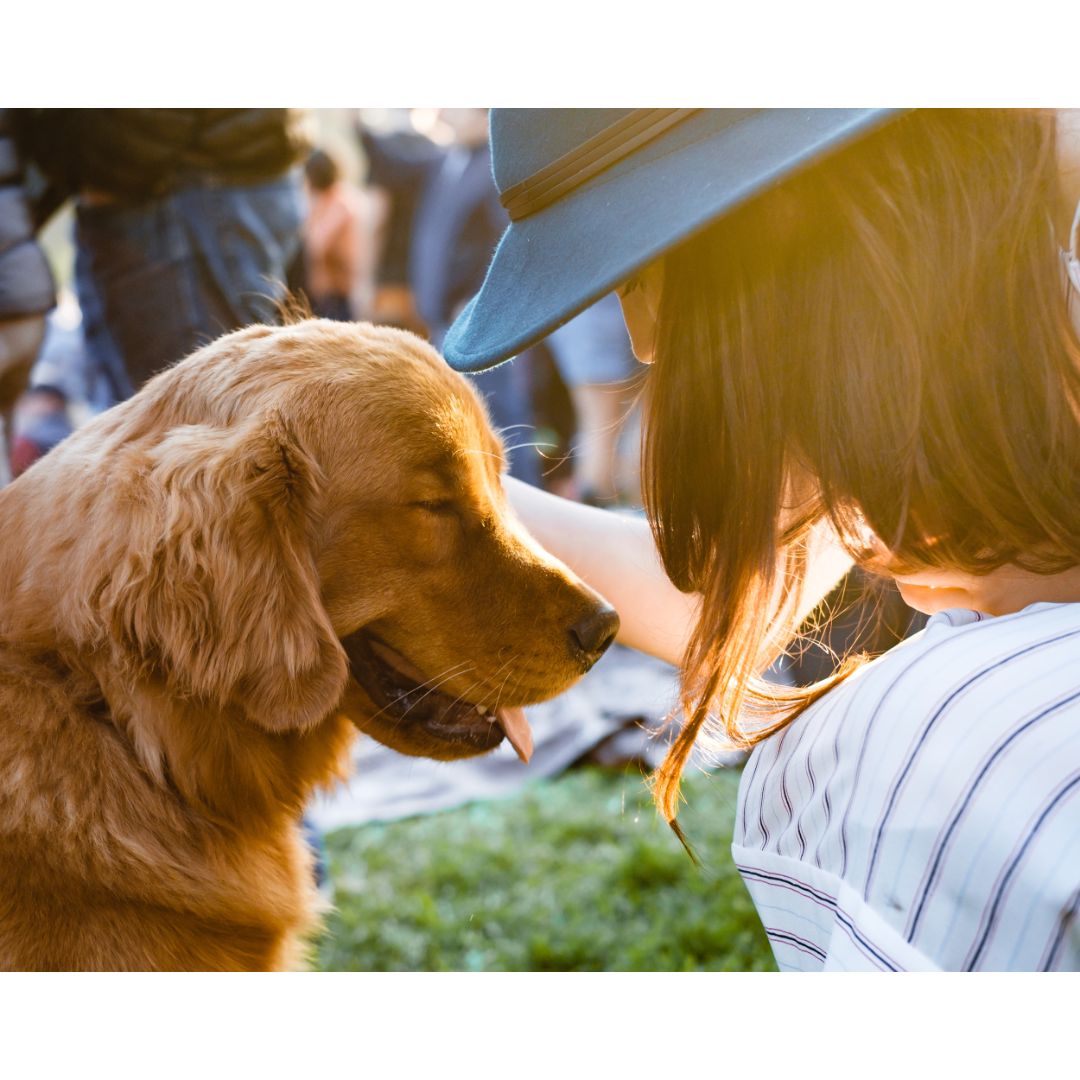 How To Be A Responsible Dog Owner – Perryville Pet Hospital