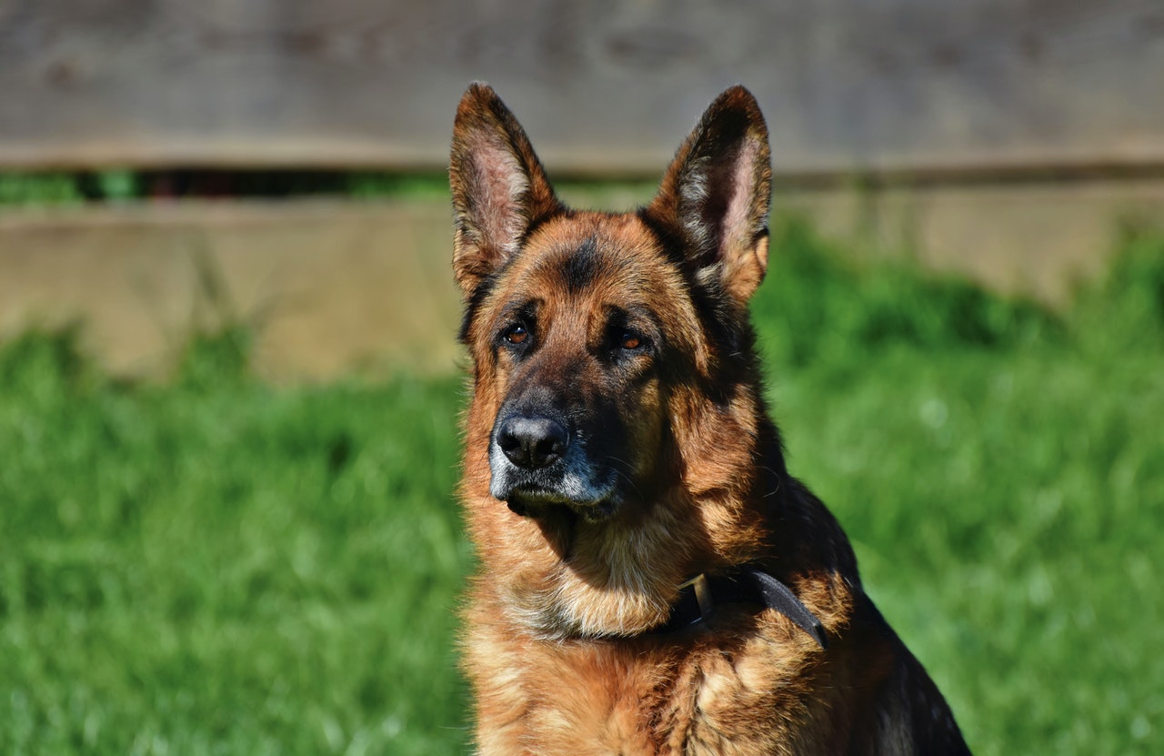 3 Ways to Help Your Local Pet Community – Perryville Pet Hospital